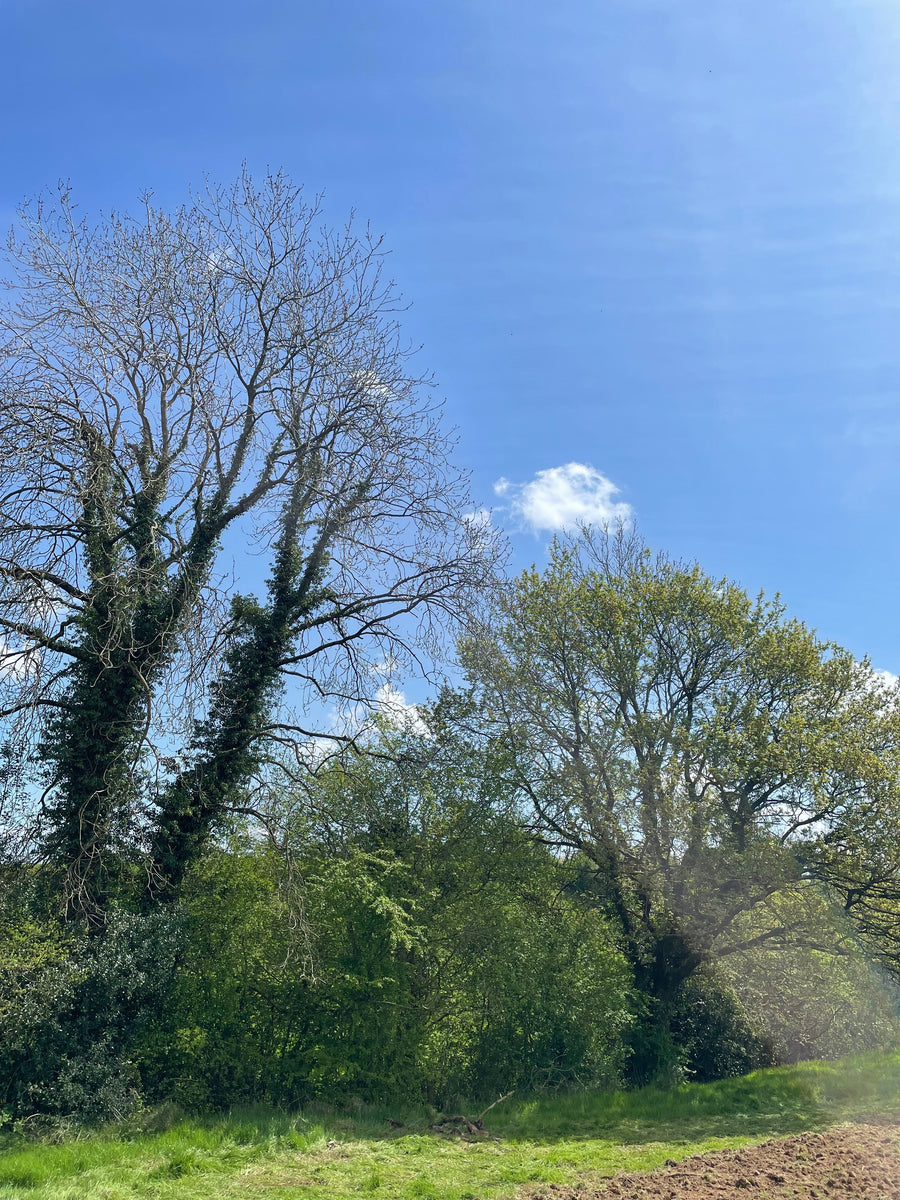 The Sacred Trees of the Celts – Mallon Ireland